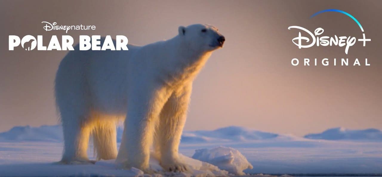 Disneynature's Polar Bear Is a Harrowing Journey of Survival In The Age ...